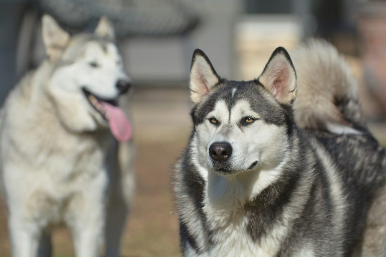 Husky Grooming 101: Keeping Your Double-Coated Dog Healthy and Happy ...