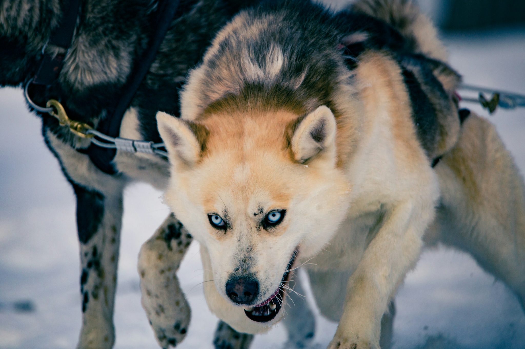 Understanding Husky Behavior: Why They Howl, Dig, and Run – Cool Huskies
